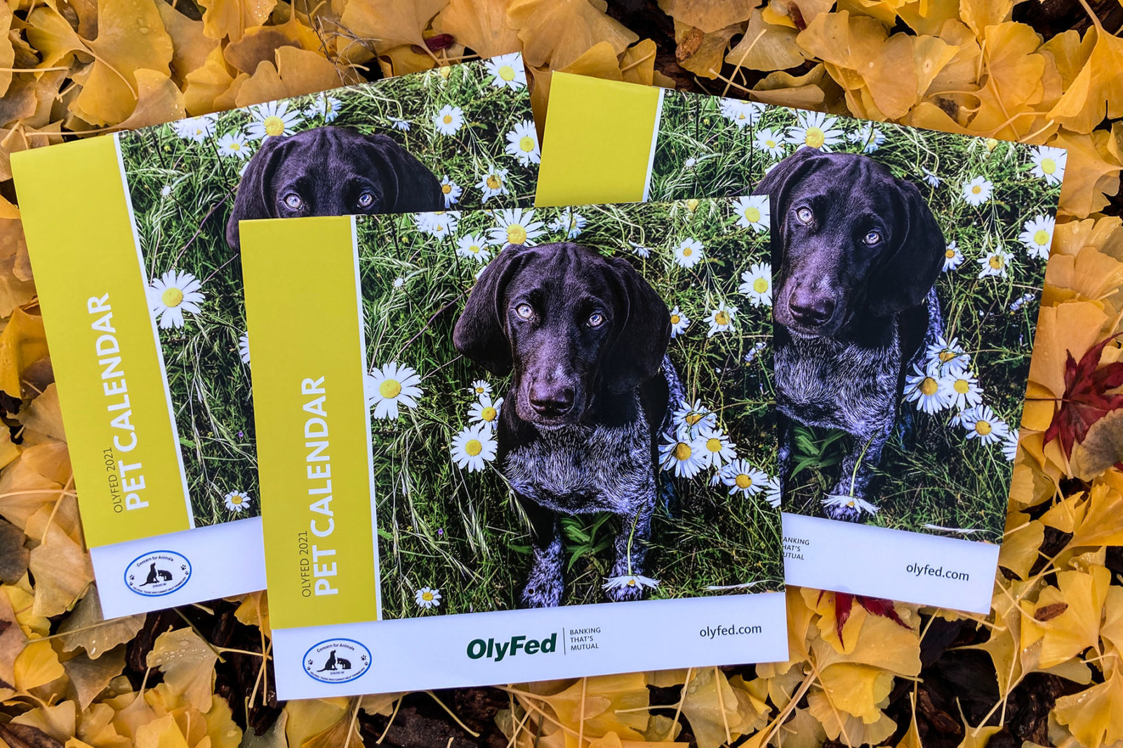 2021 Pet Calendars Have Arrived — Olympia Federal Savings